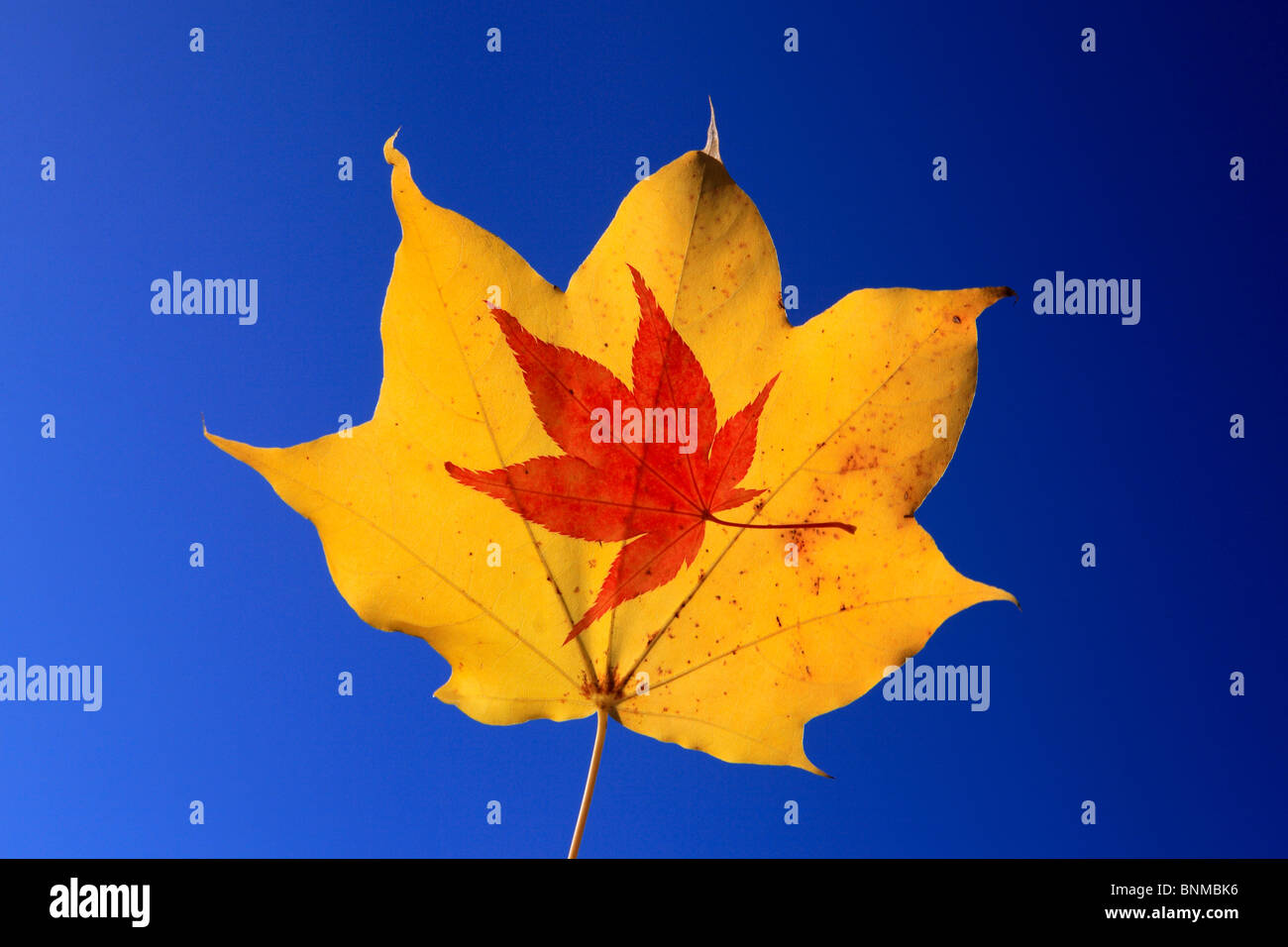 Acer palmatum maple sheet leaf sheets leaves detail professional maple ...