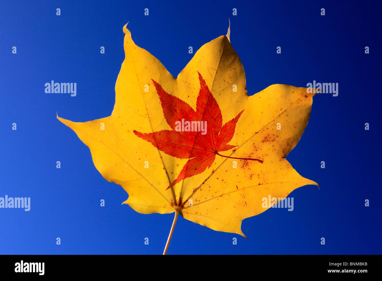 Acer palmatum maple sheet leaf sheets leaves detail professional maple ...