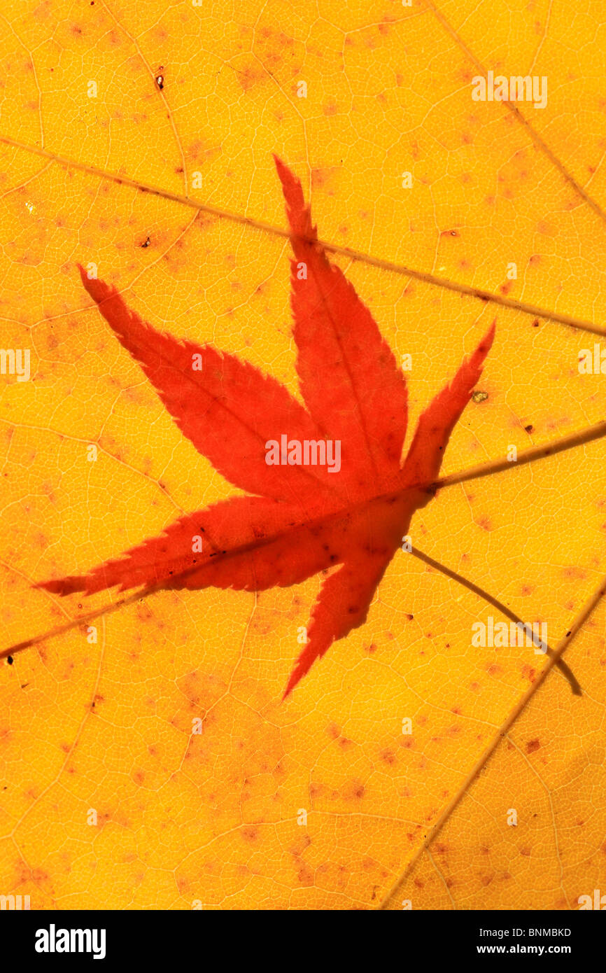 Acer palmatum maple sheet leaf sheets leaves detail professional maple ...