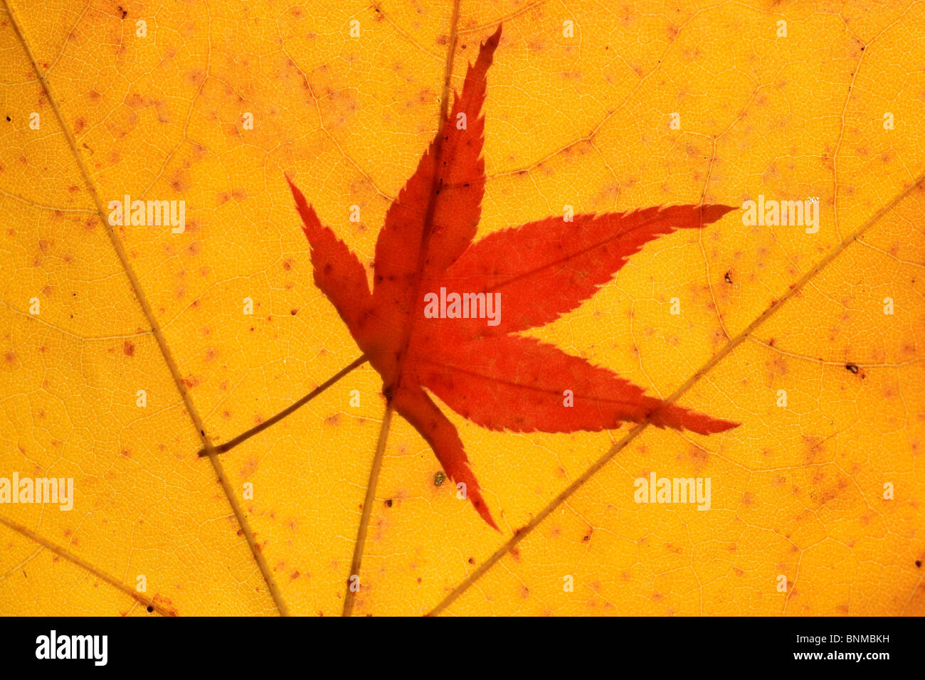 Acer palmatum maple sheet leaf sheets leaves detail professional maple ...