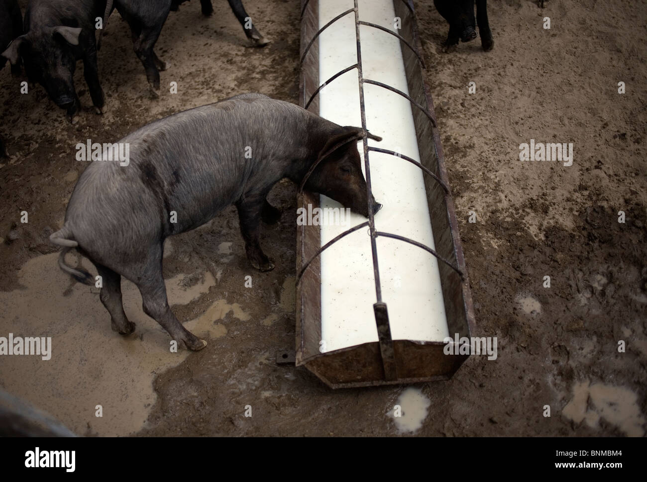 A spanish Iberian pig drinks whey, the skimmed nonfat milk left over ...