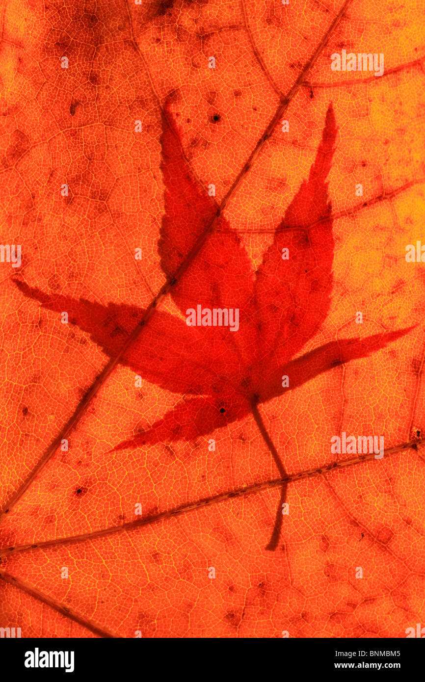 Acer palmatum maple sheet leaf sheets leaves detail professional maple ...
