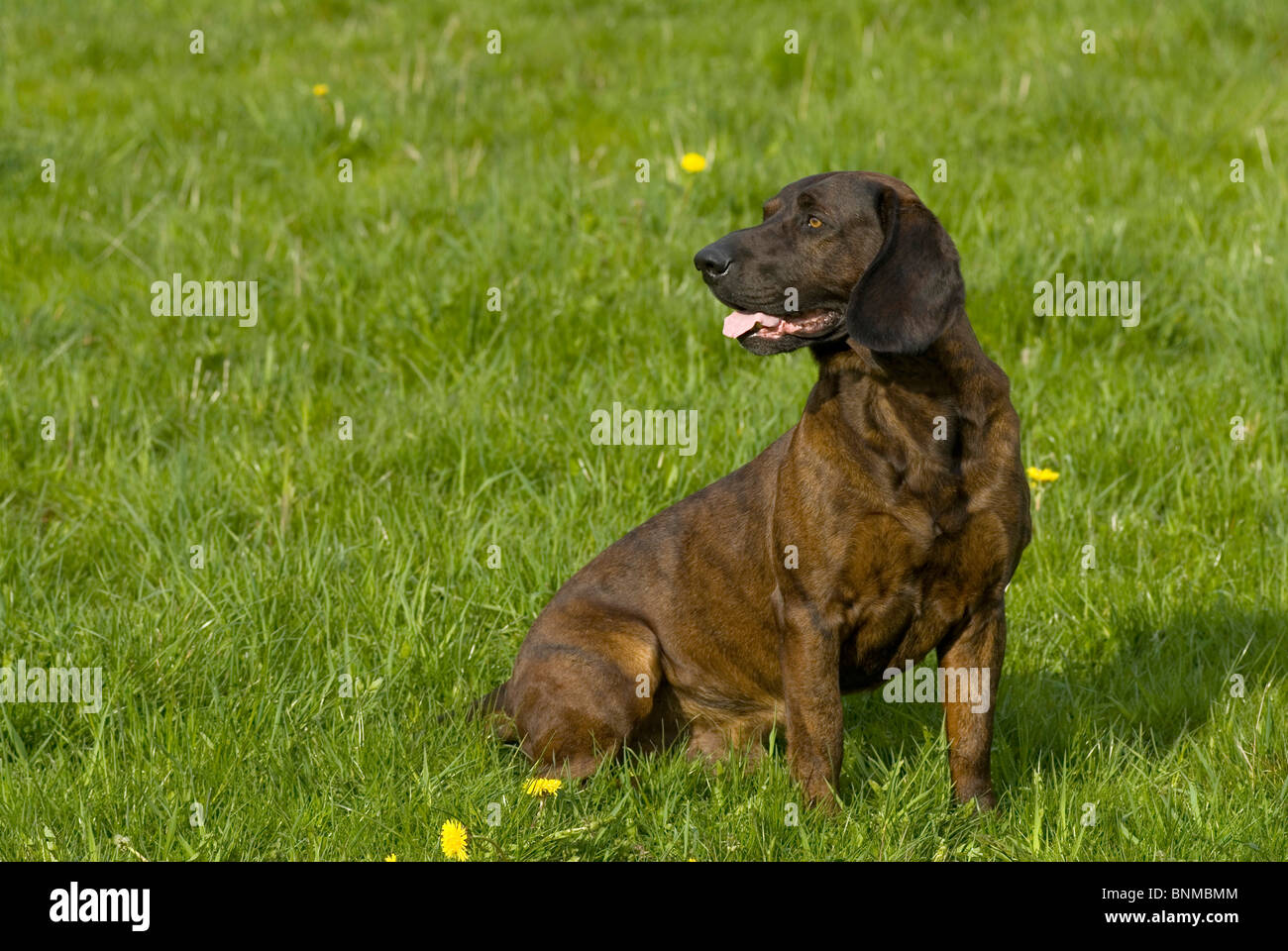Hanover Hound dog sitting meadow Stock Photo - Alamy