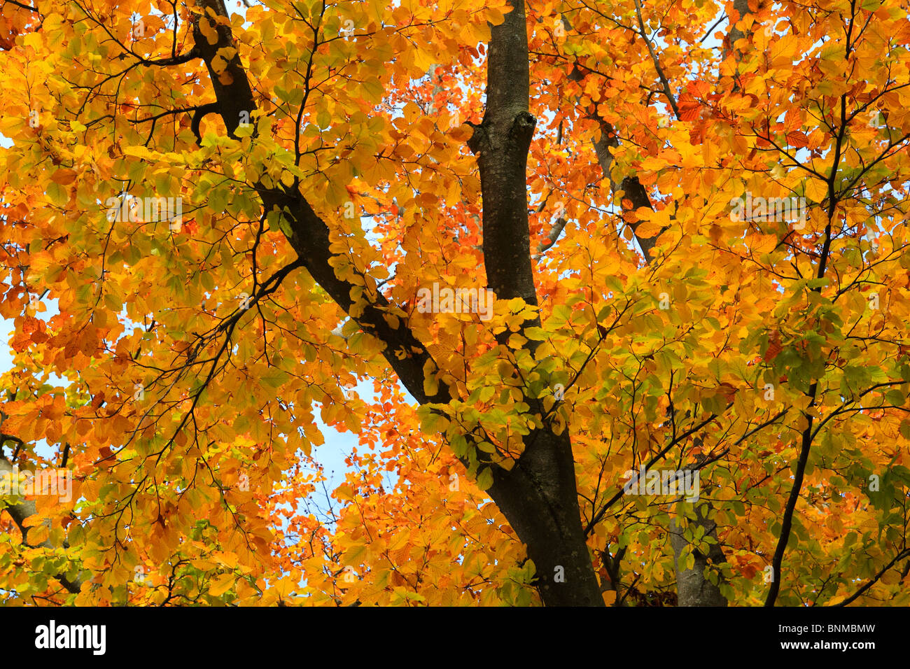 Branch Knot tree sheet leaf sheet foliage sheets leaves trees detail ...