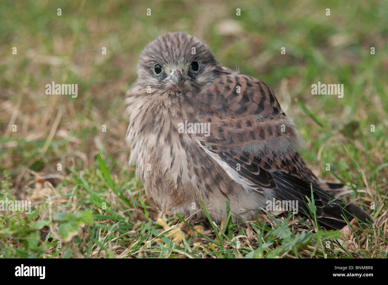 Young Kestrel High Resolution Stock Photography and Images - Alamy