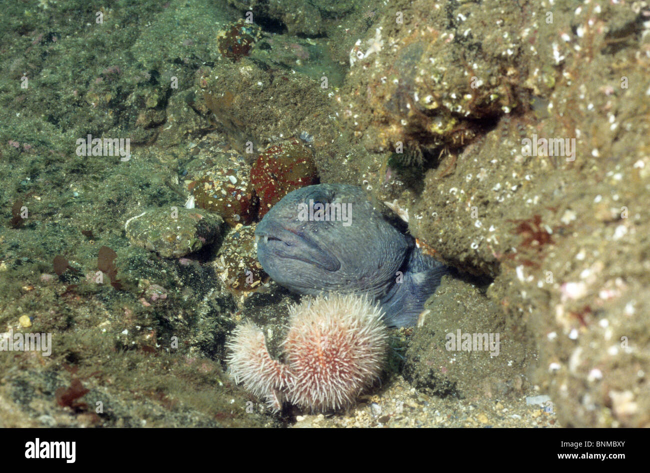 Wolf fish hi-res stock photography and images - Alamy