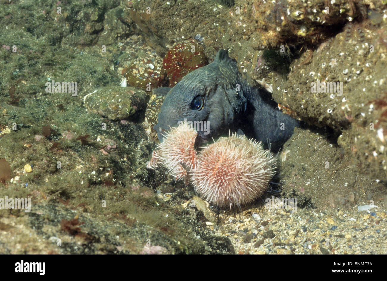 Wolf fish eating a sea urchin hi-res stock photography and images - Alamy