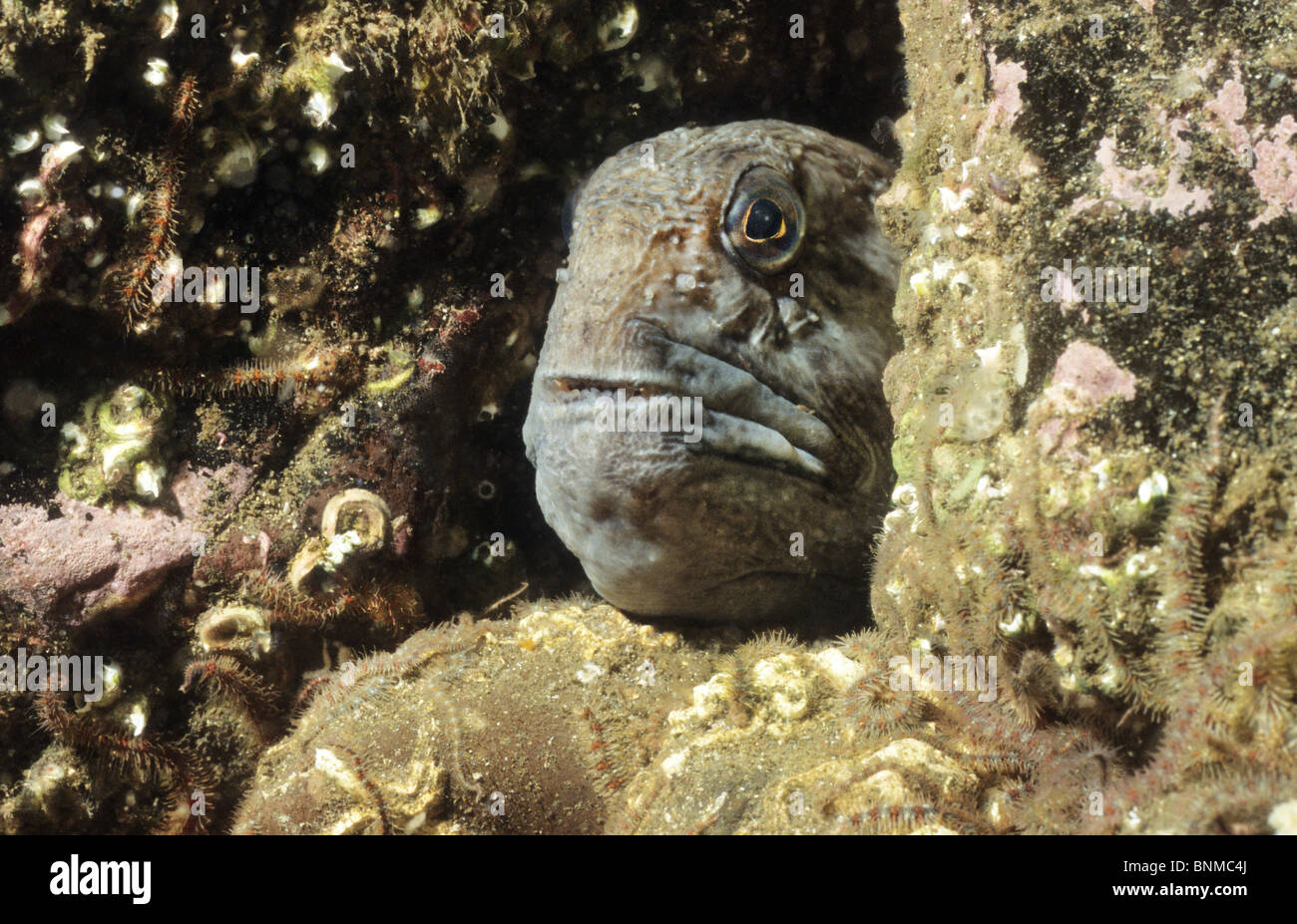 Wolf fish hi-res stock photography and images - Alamy