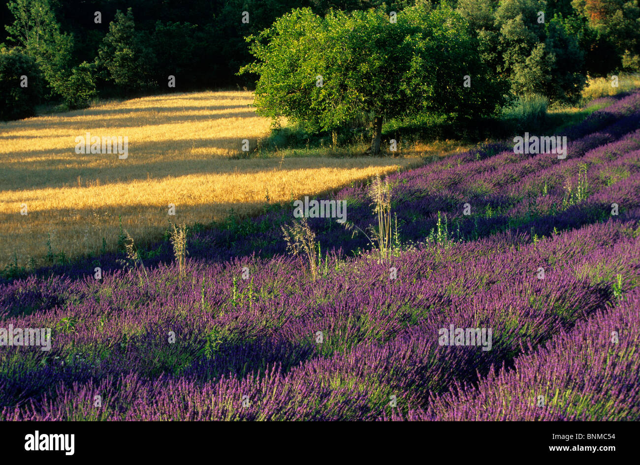 Apt France Provence Vaucluse lavender field lavender grain-field ...