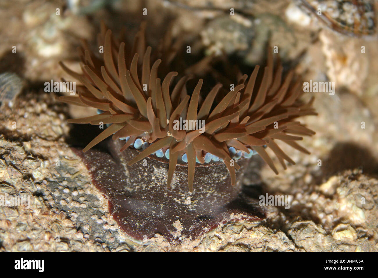Green Sea Anemone Actinia prasina In A Rockpool At New Brighton ...