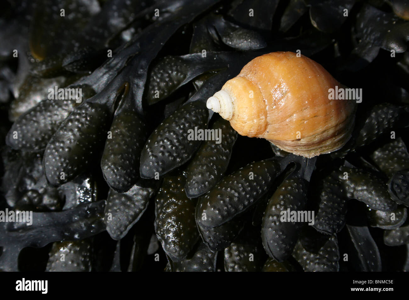 Atlantic Dogwhelk Nucella lapillus On A Spiral Wrack Fucus spiralis ...