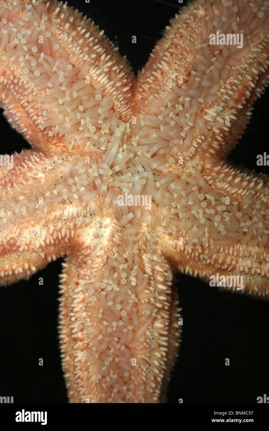 Starfish underside hi-res stock photography and images - Alamy