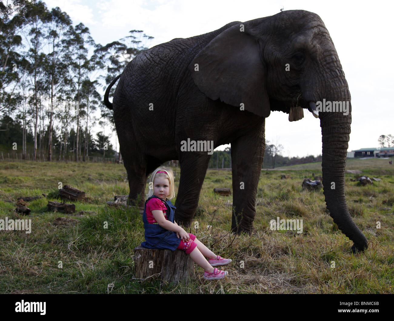 CHILD AFRICAN ELEPHANT KNYSNA ELEPHANT PARK SOUTH KNYSNA SOUTH AFRICA ...