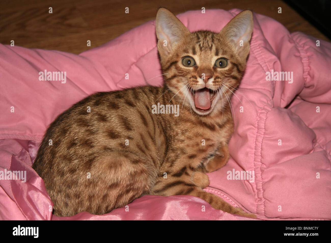 Happy spotted tabby kitten Stock Photo - Alamy