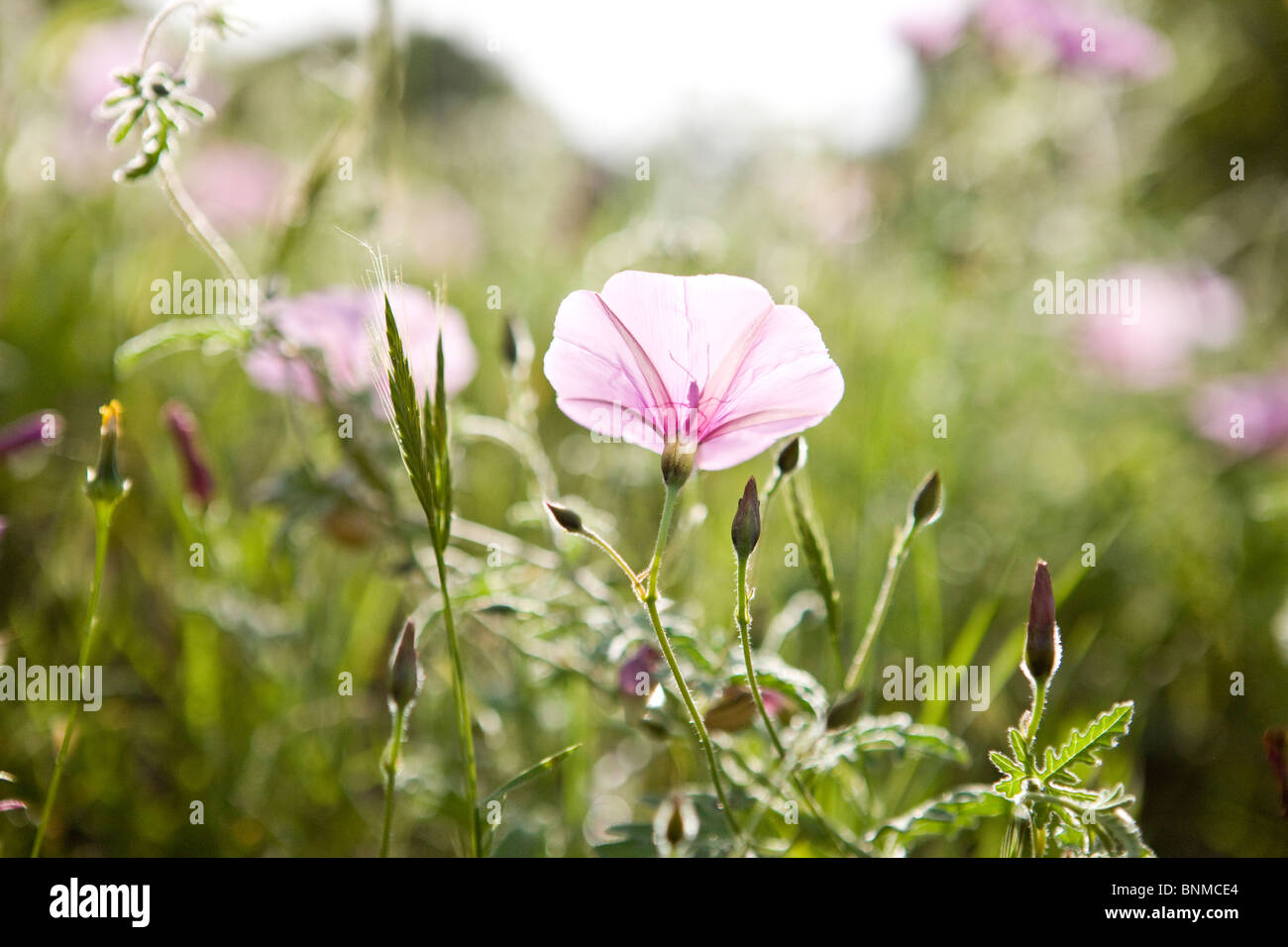 Pink bindweed hi-res stock photography and images - Alamy