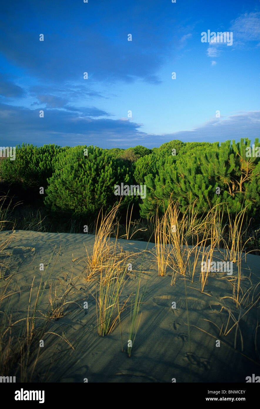 Camargue France Provence Bouches-du-Rhône sand dune animal tracks grass ...