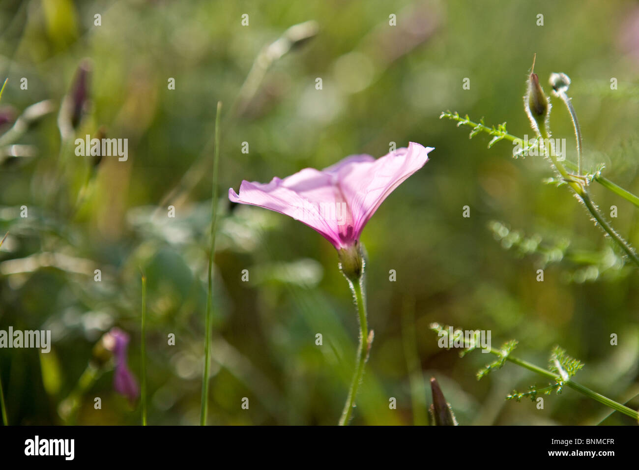 Pink bindweed hi-res stock photography and images - Alamy