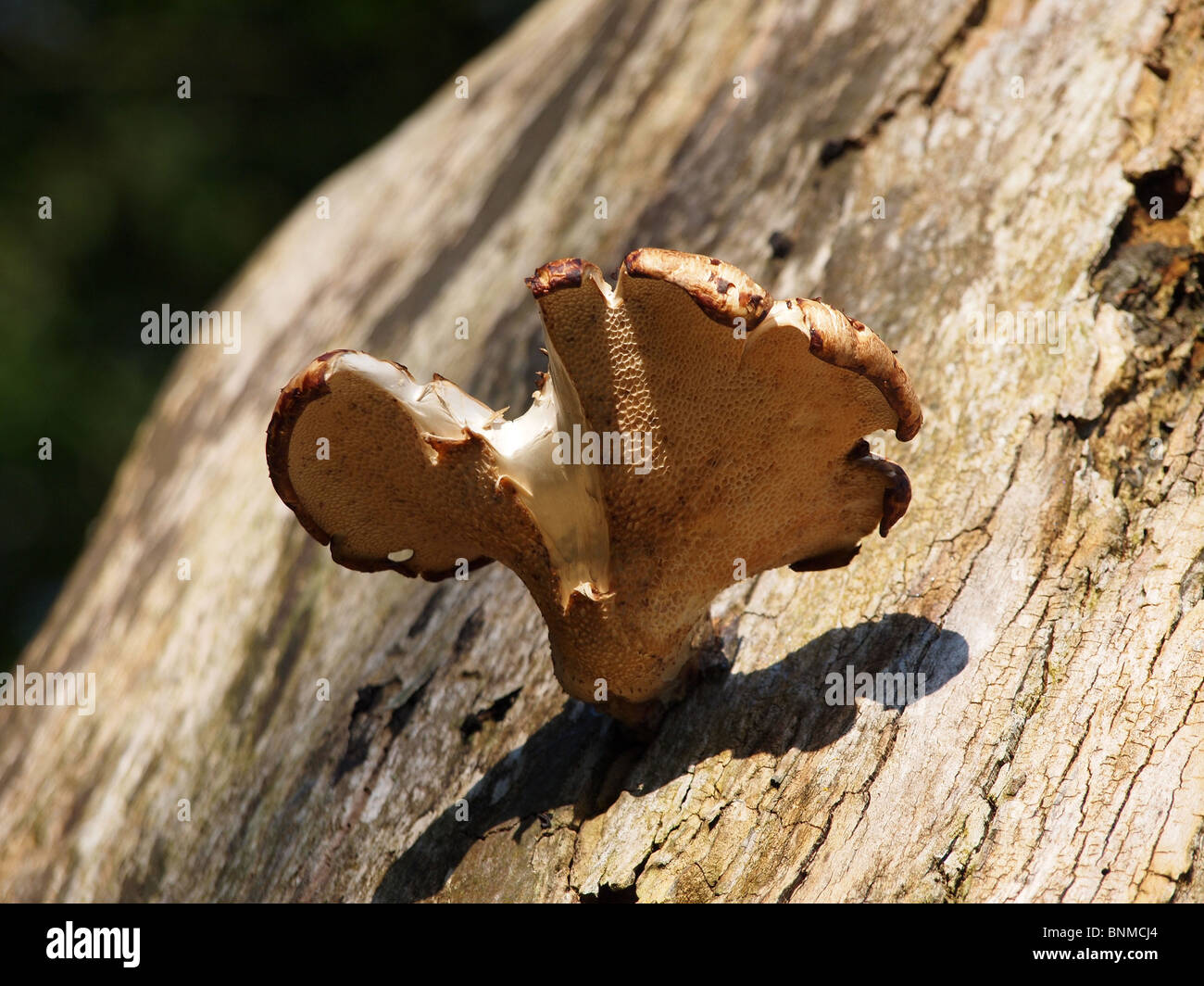 dead tree covered in fungus Stock Photo - Alamy