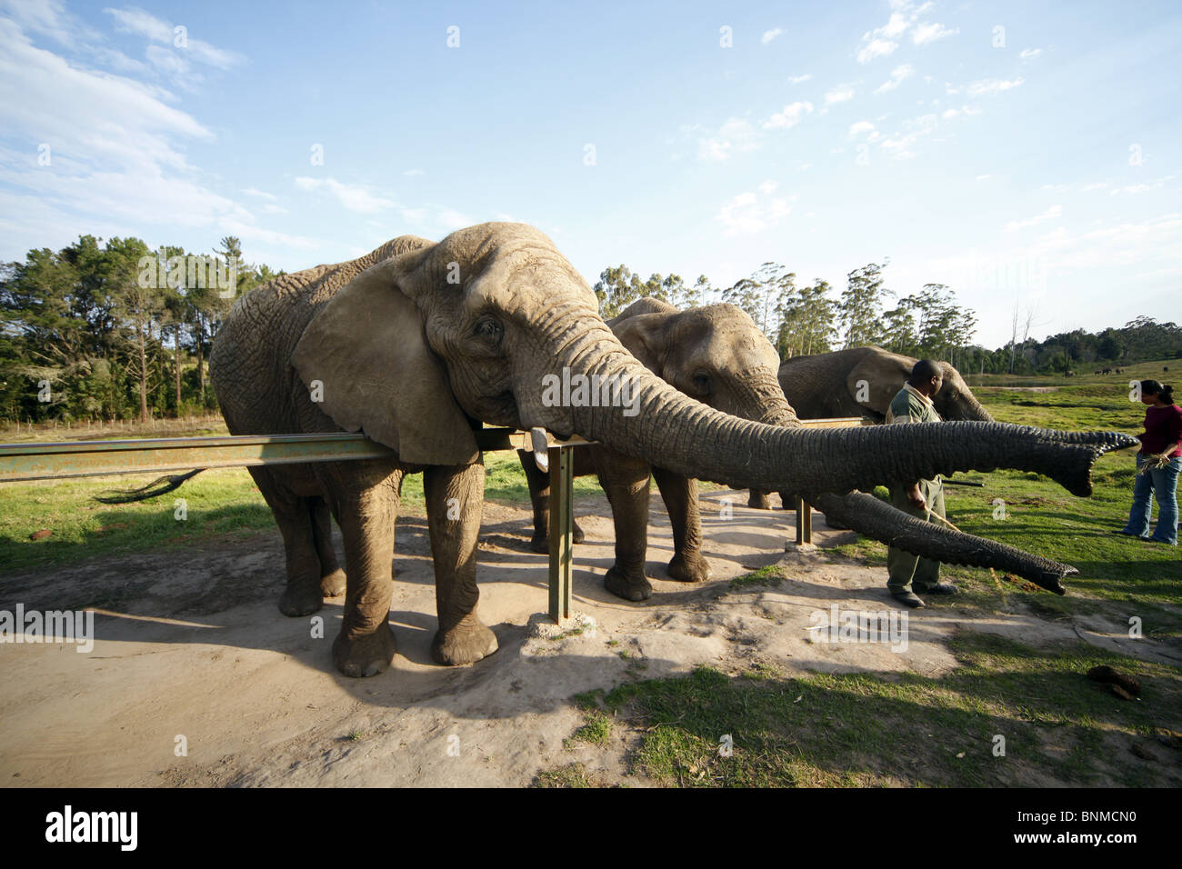 Elephant food hi-res stock photography and images - Alamy