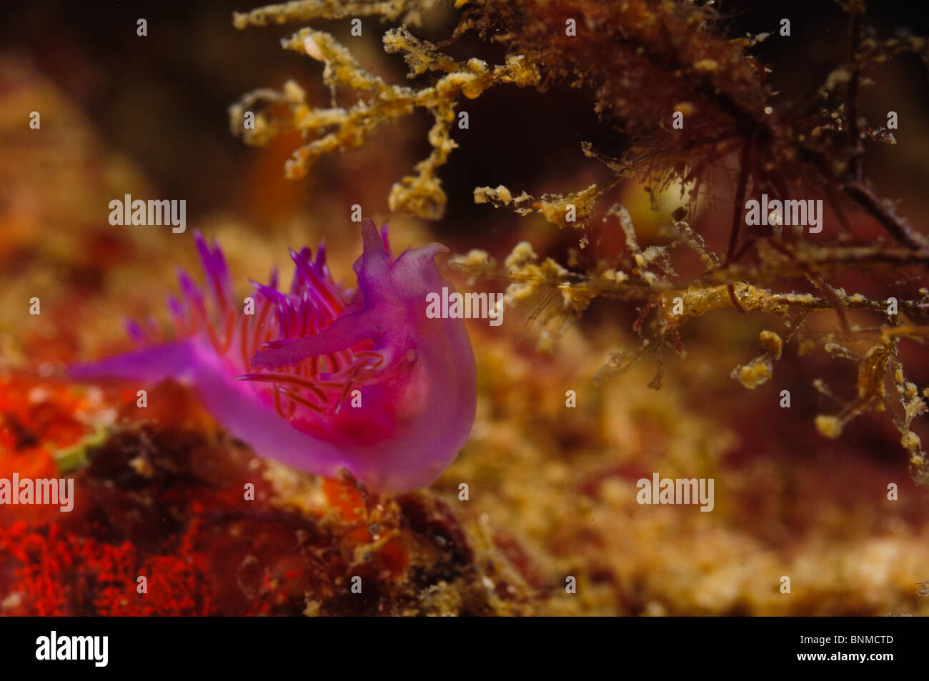 Purple photograph hi-res stock photography and images - Alamy