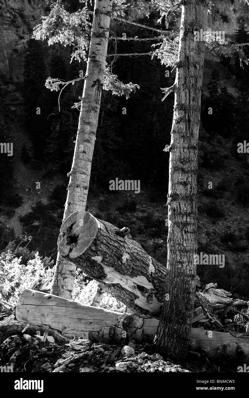 Spring nevada Black and White Stock Photos & Images - Alamy