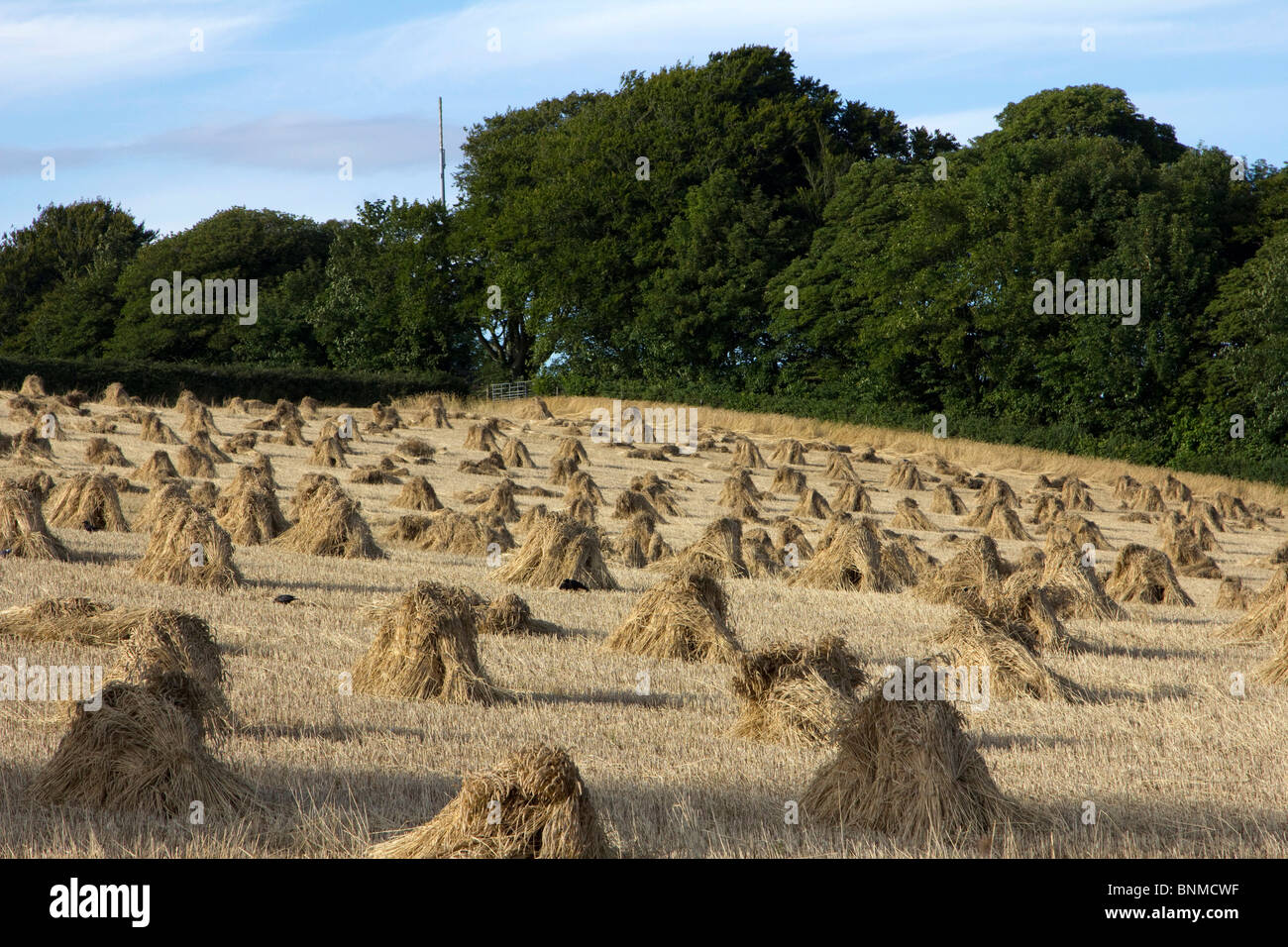 traditional wheat sheaf in field dorset england uk gb Stock Photo - Alamy