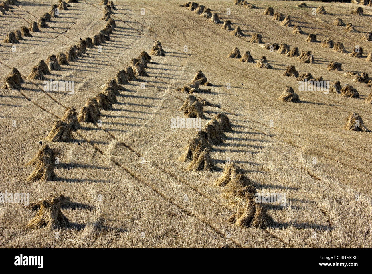 Wheat sheaf field uk hi-res stock photography and images - Alamy