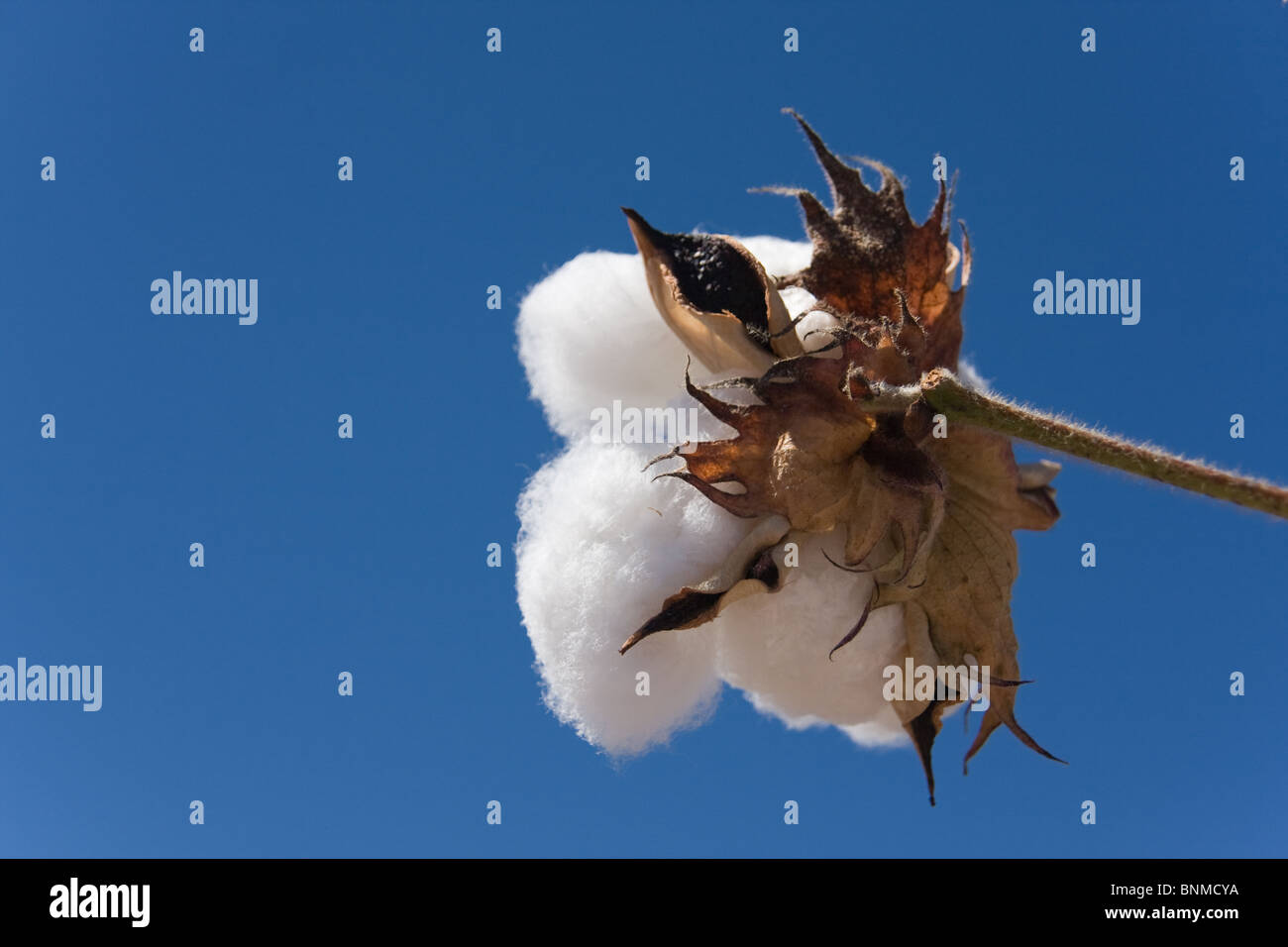 Cotton plant against a deep blue sky Stock Photo - Alamy