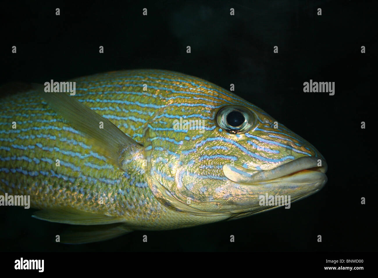 Blue striped grunt hi-res stock photography and images - Alamy