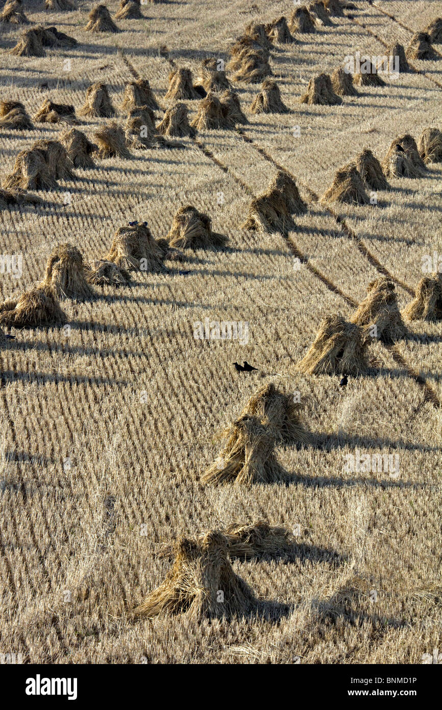 Barley sheaf farm hi-res stock photography and images - Alamy
