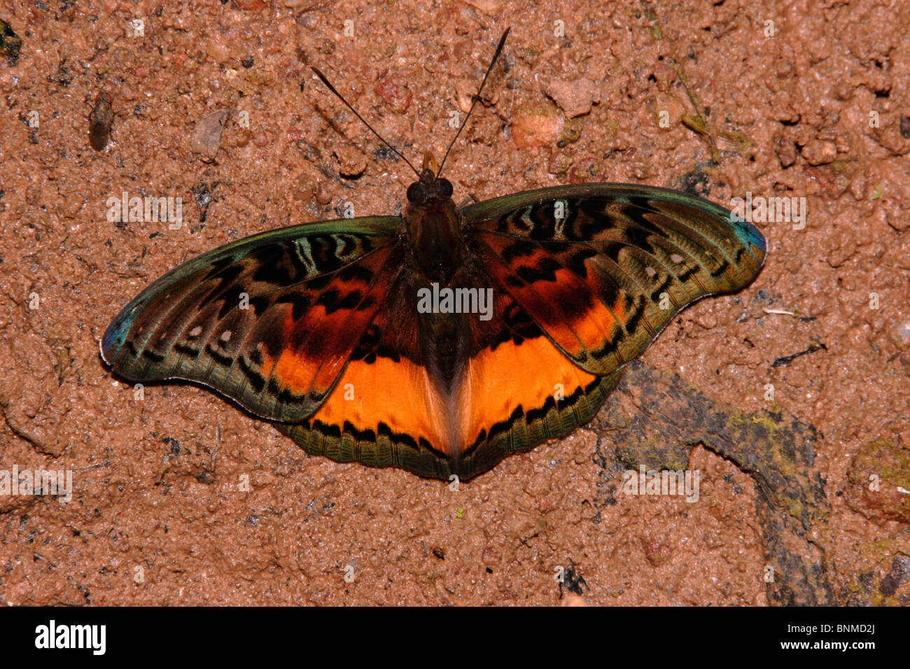 Porphyrion hi-res stock photography and images - Alamy