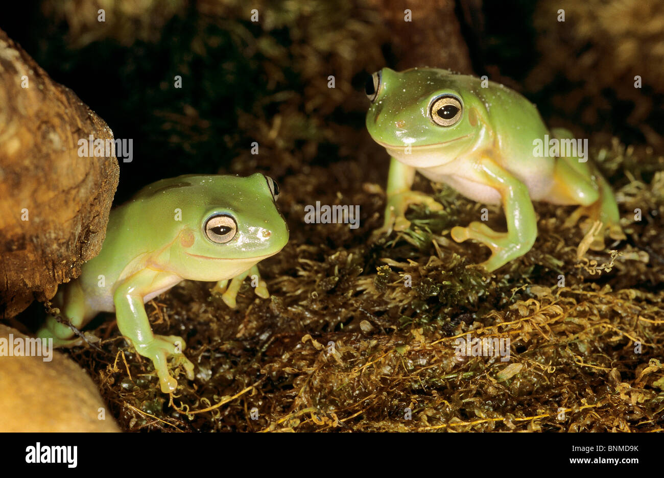 two American green tree frogs / Hyla cinerea Stock Photo - Alamy