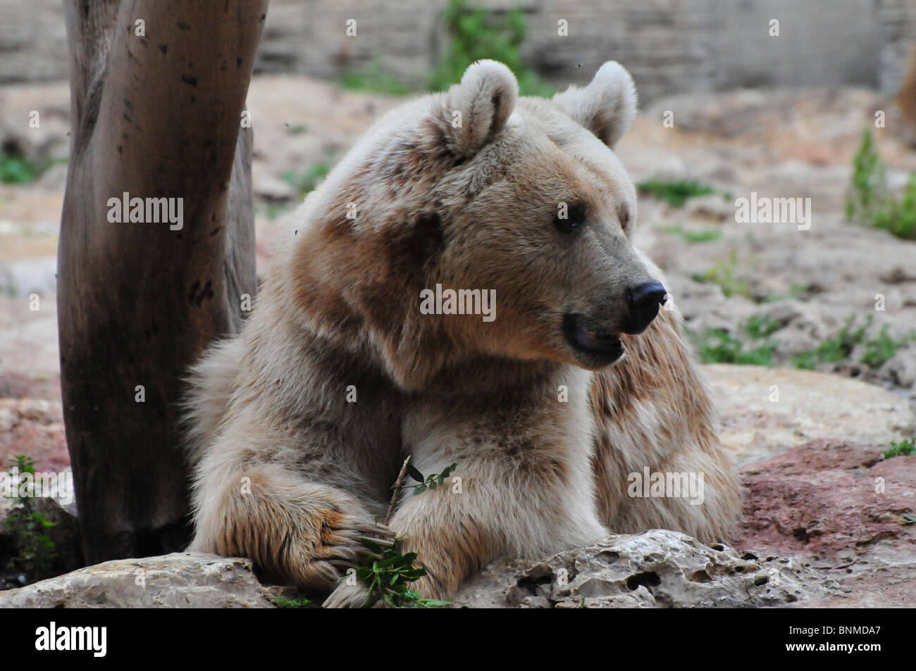 Syrian bears hi-res stock photography and images - Alamy