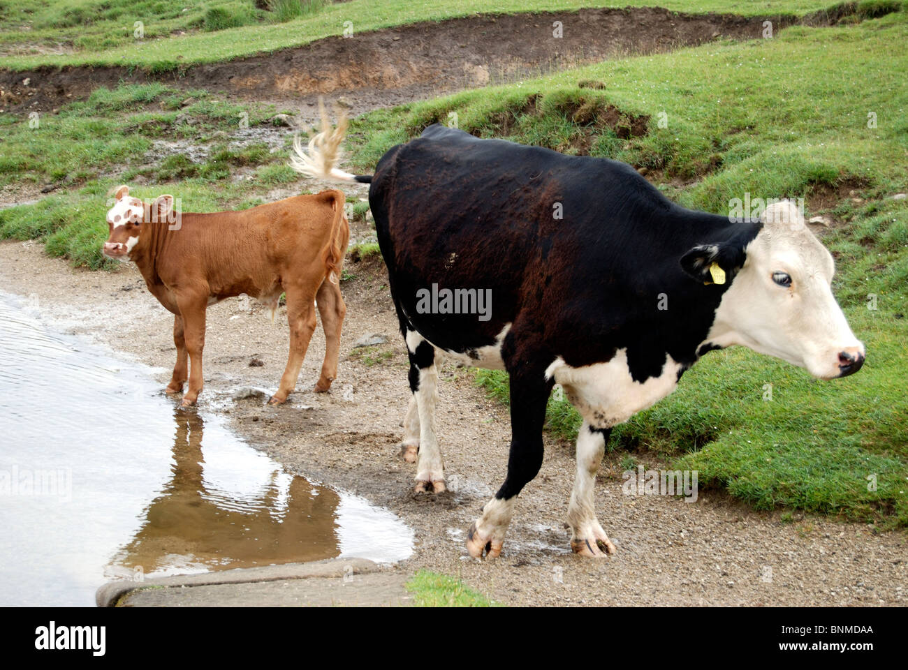 Cow and young calf Stock Photo - Alamy