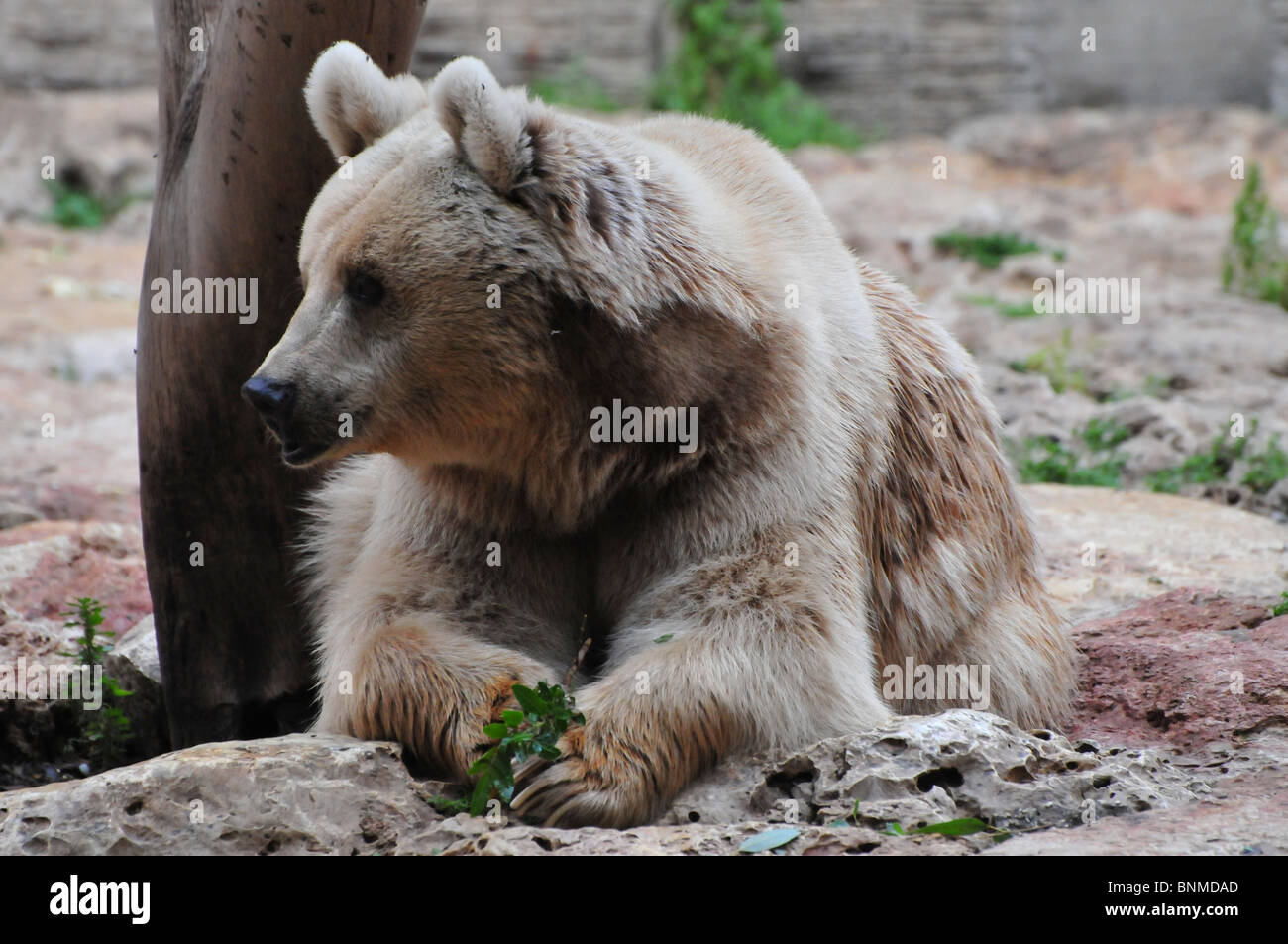 Syrian Bear - Ursus arctos syrianus Stock Photo - Alamy