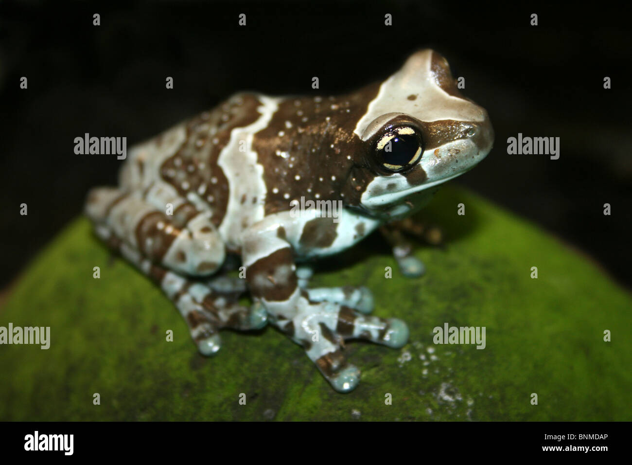 Amazon Rainforest Frog Brazil High Resolution Stock Photography and ...