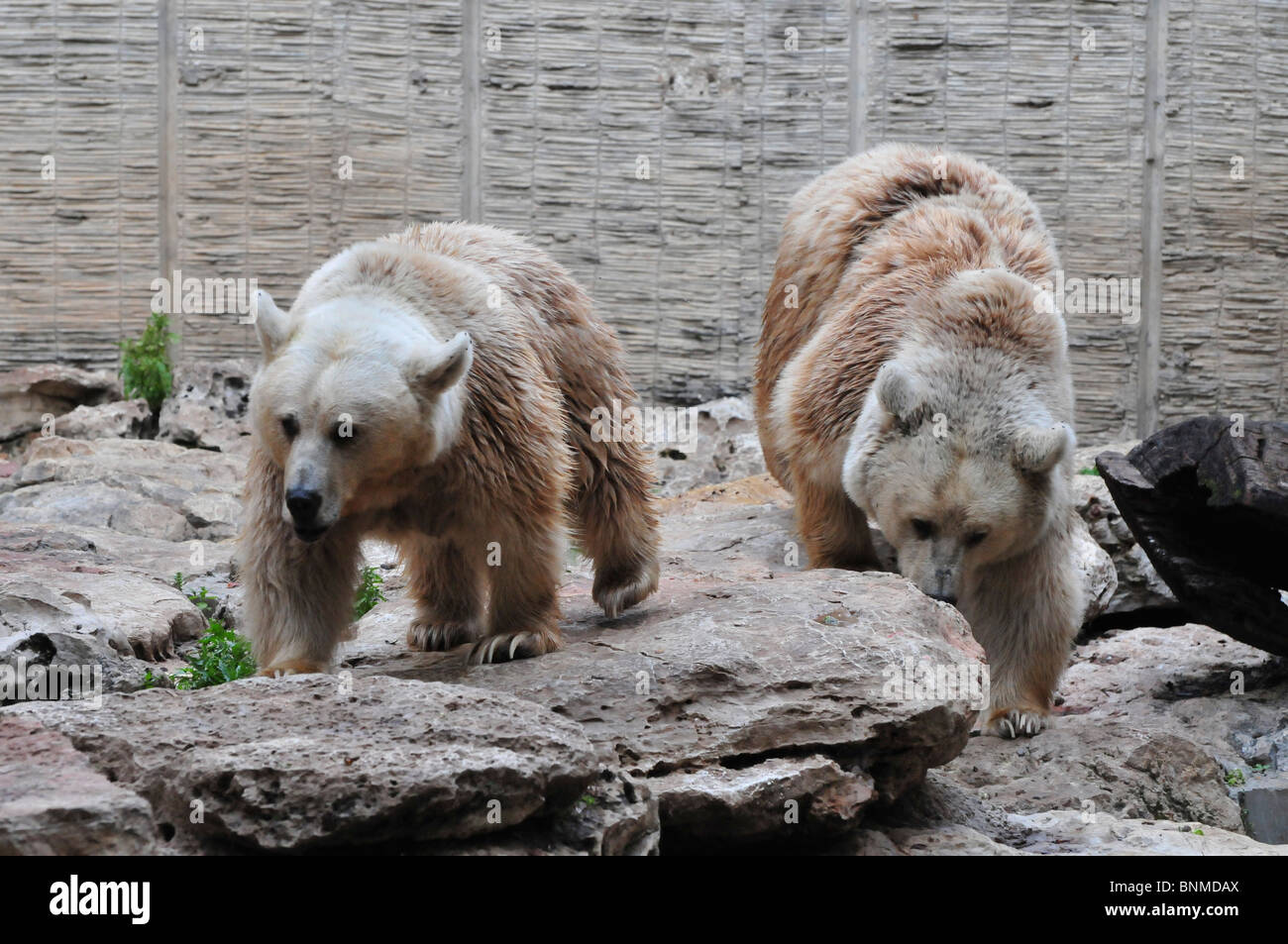 Syrian bears hi-res stock photography and images - Alamy