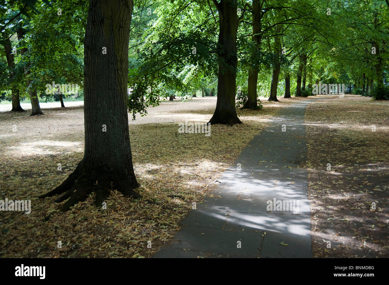 Light gently flowing through line of trees lining a path along the ...
