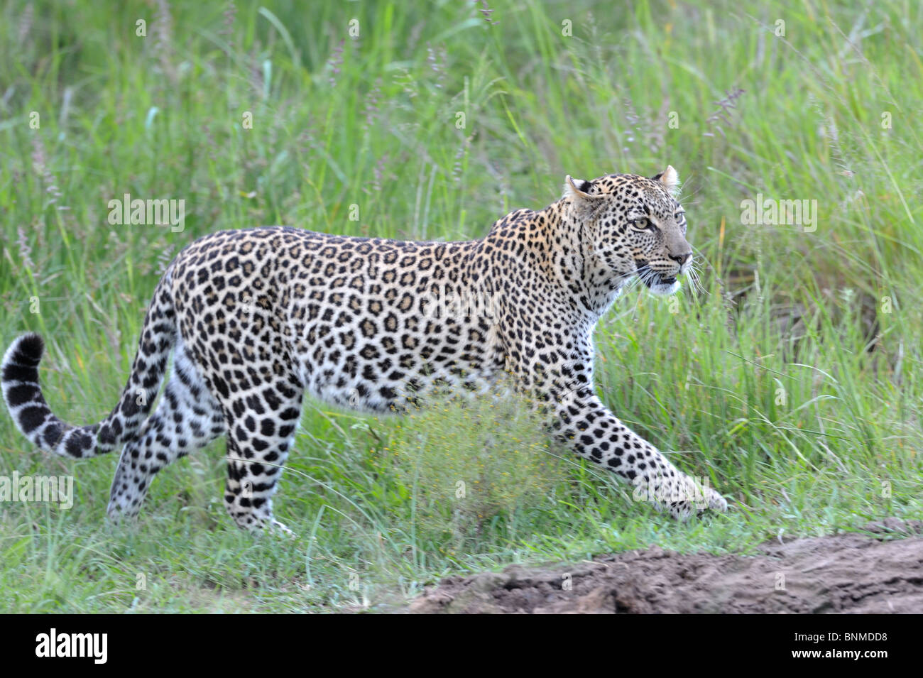 Adult leopard, Panthera pardus, Masai Mara National Reserve, Kenya ...