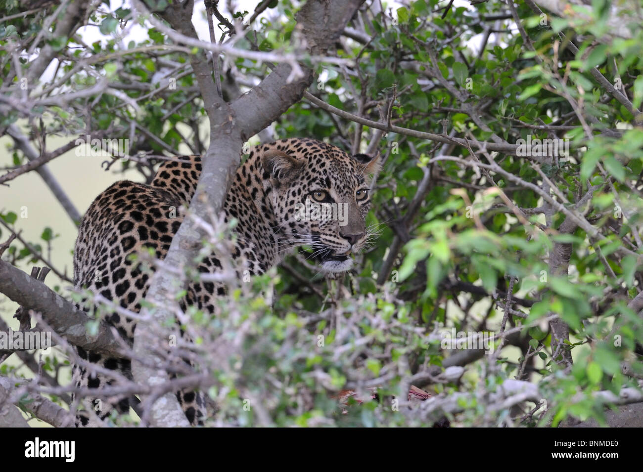 Adult leopard,Panthera pardus, in tree, Masai Mara National Reserve ...