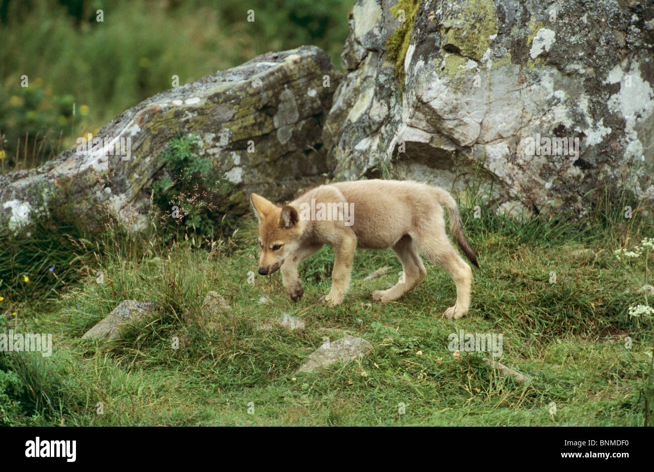 Gray wolf canis lupus walks hi-res stock photography and images - Alamy