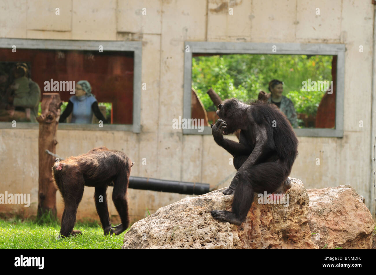 Chimpanzee (Pan troglodytes) in captivity. Humans in a glass cage are ...