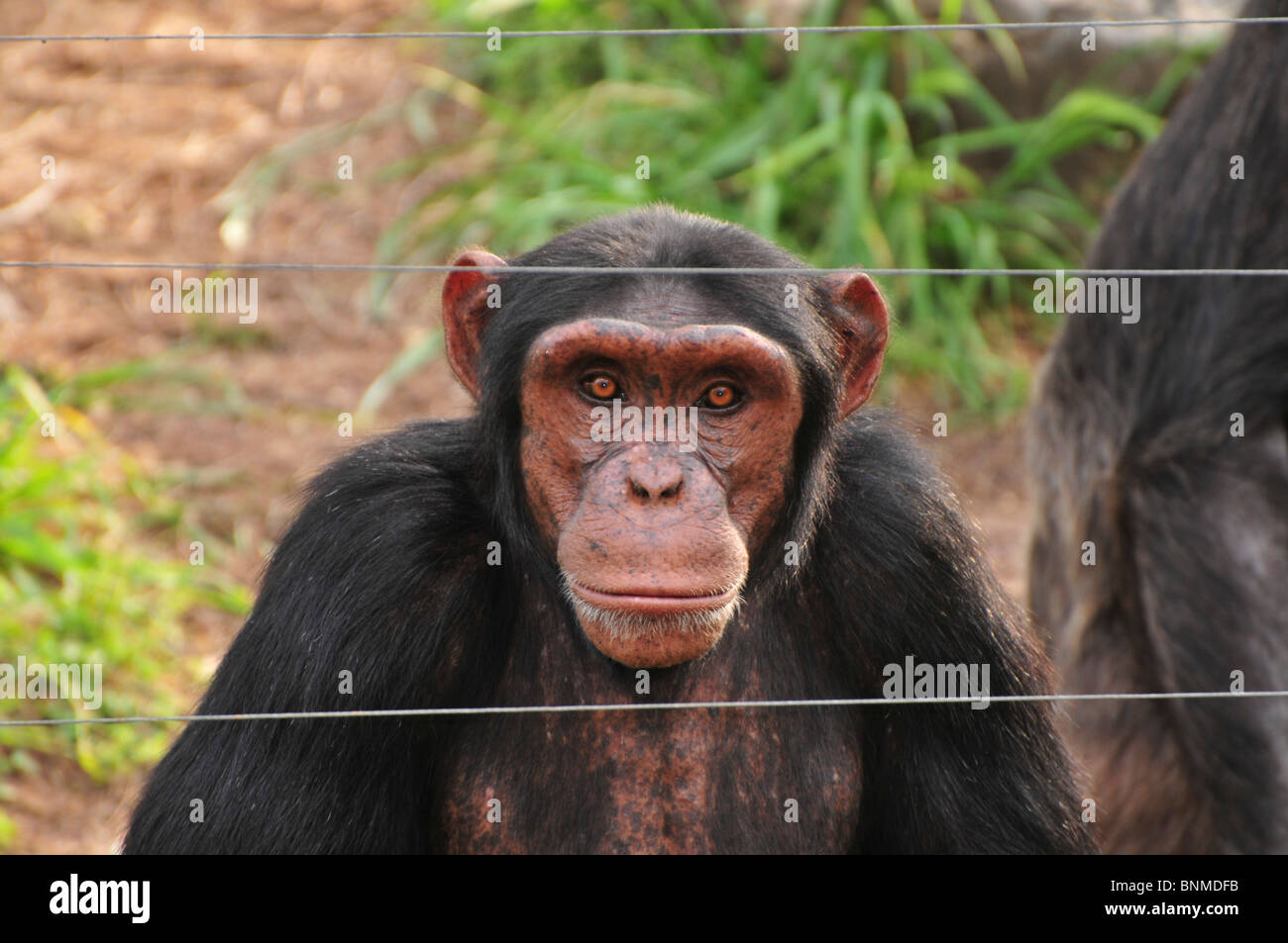 Chimpanzee (Pan troglodytes) in captivity enclosed with a fence Stock ...