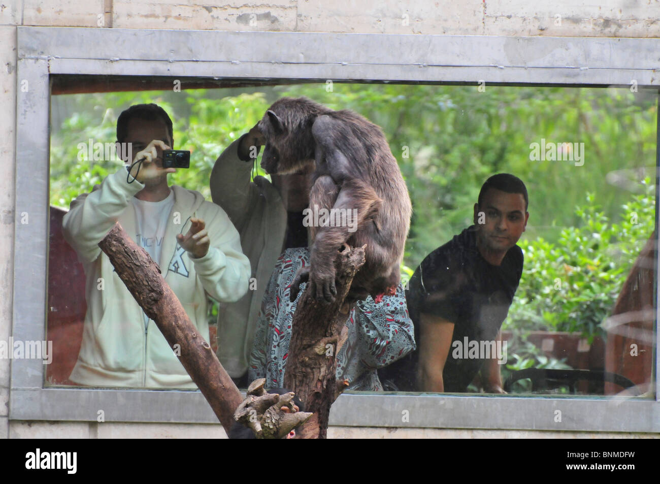 Chimpanzee (Pan troglodytes) in captivity. Humans in a glass cage are ...