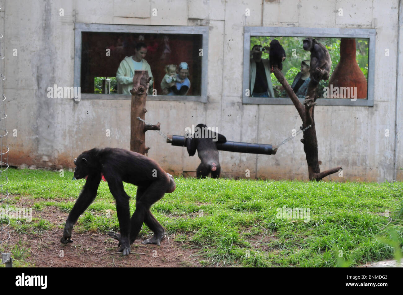 Chimpanzee (Pan troglodytes) in captivity. Humans in a glass cage are ...
