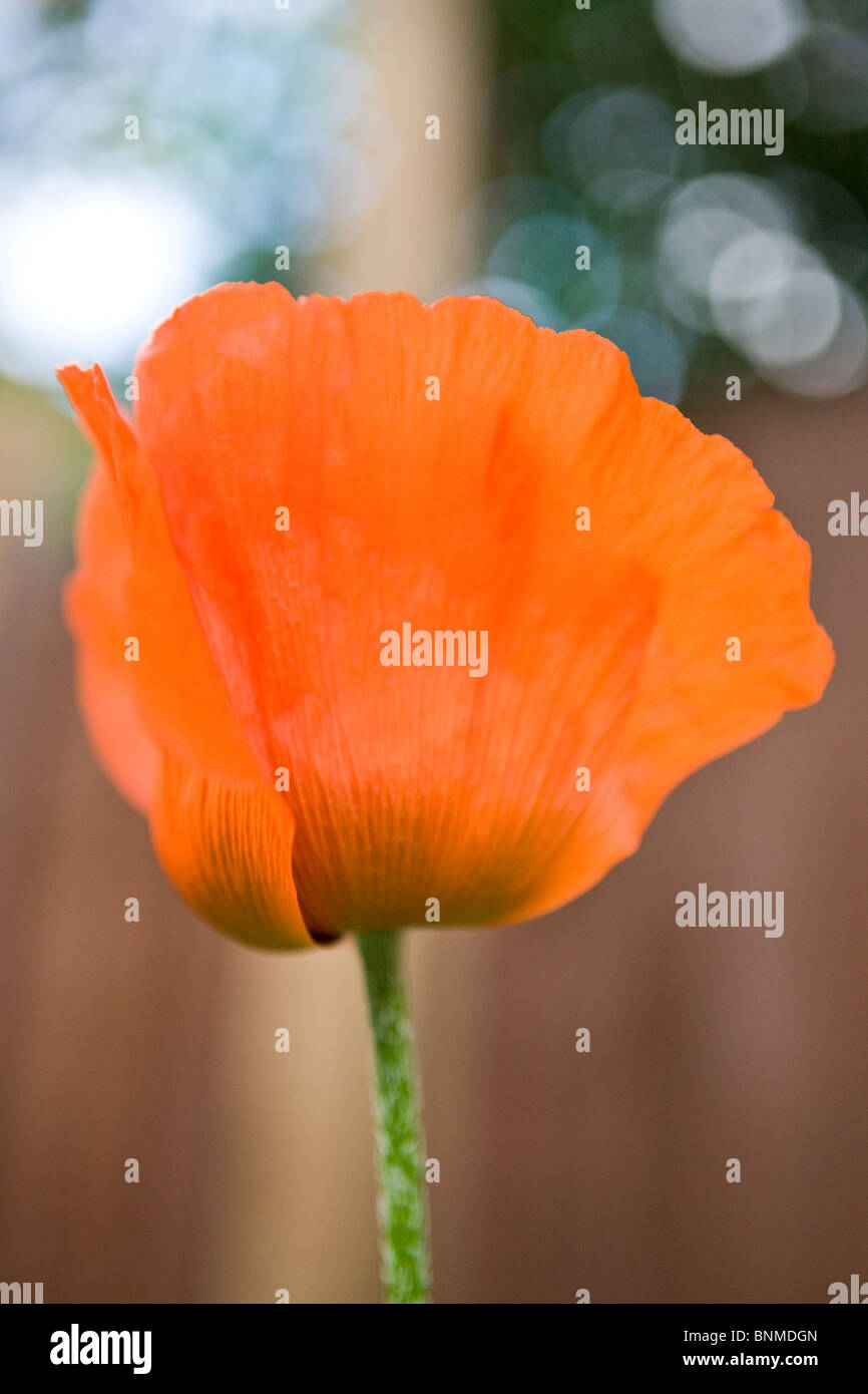 Beautiful orange flower profile hi-res stock photography and images - Alamy