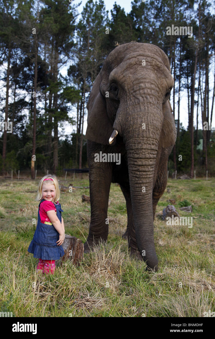 CHILD AFRICAN ELEPHANT KNYSNA ELEPHANT PARK SOUTH KNYSNA SOUTH AFRICA ...