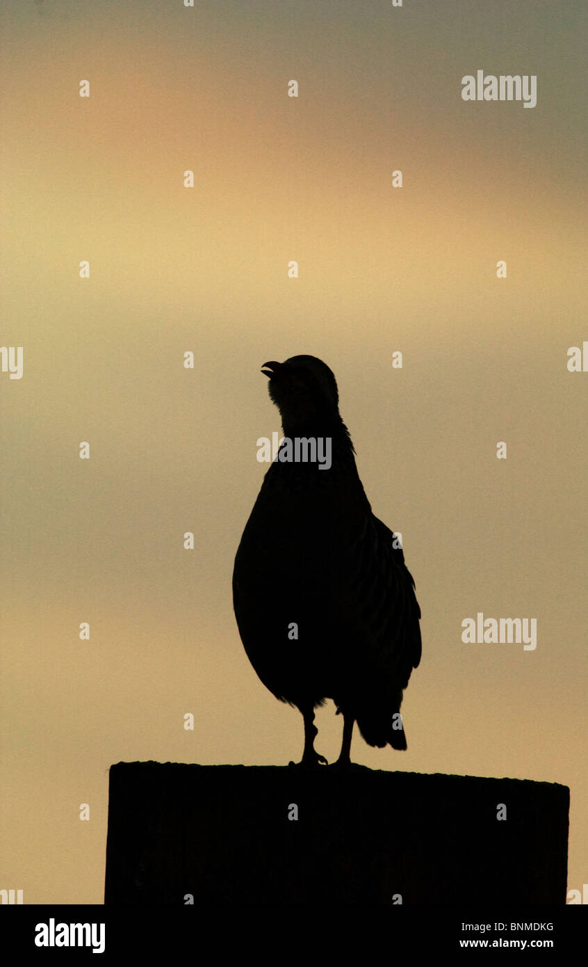 Red legged partridge, Alectoris rufa, calling while perched on gate ...
