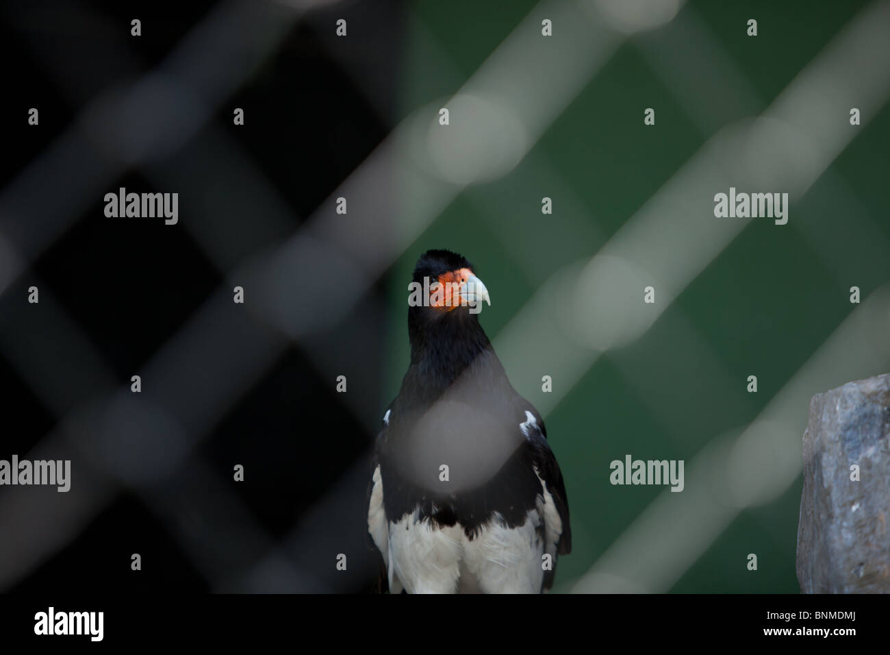 Bird behind a fence hi-res stock photography and images - Alamy