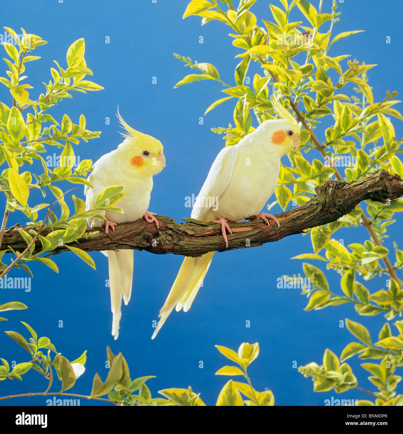 two Cockatiels branch / Nymphicus hollandicus Stock Photo - Alamy